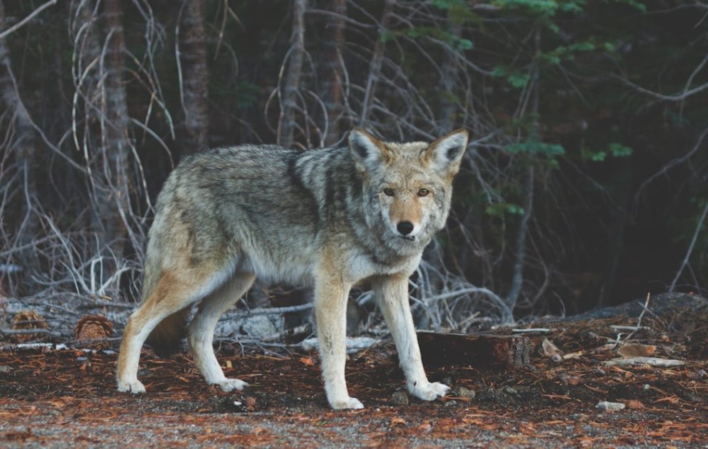 Sigma Male Uncovered: 15 Traits That Define the Lone Wolf 🐺 (2026 ...